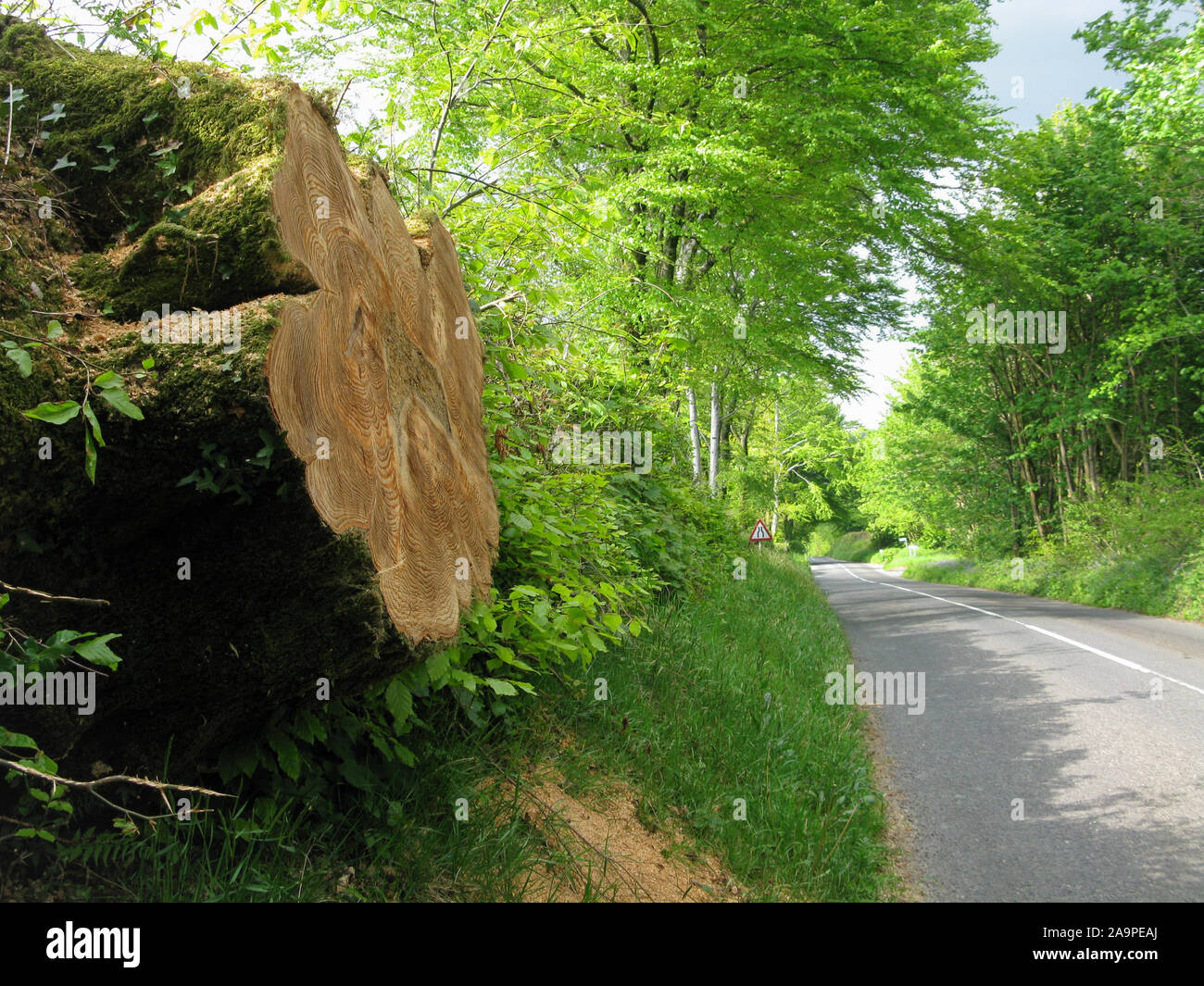 Storm damage. The tree had fallen across the road. Fresh green spring ...