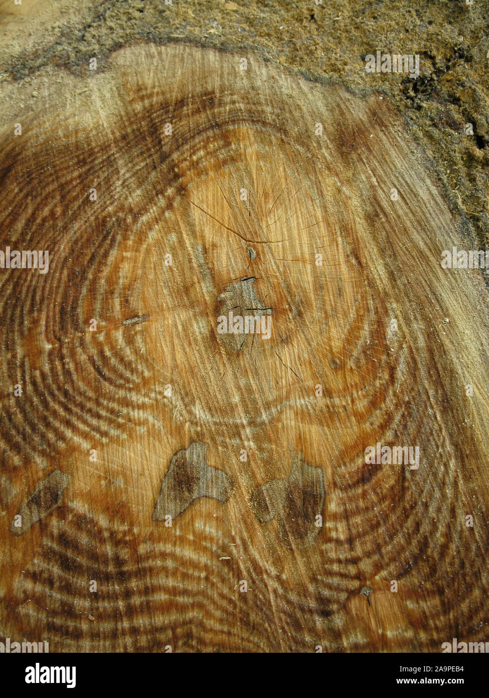 A freshly cut tree, where the sap and moisture is still present, giving ...