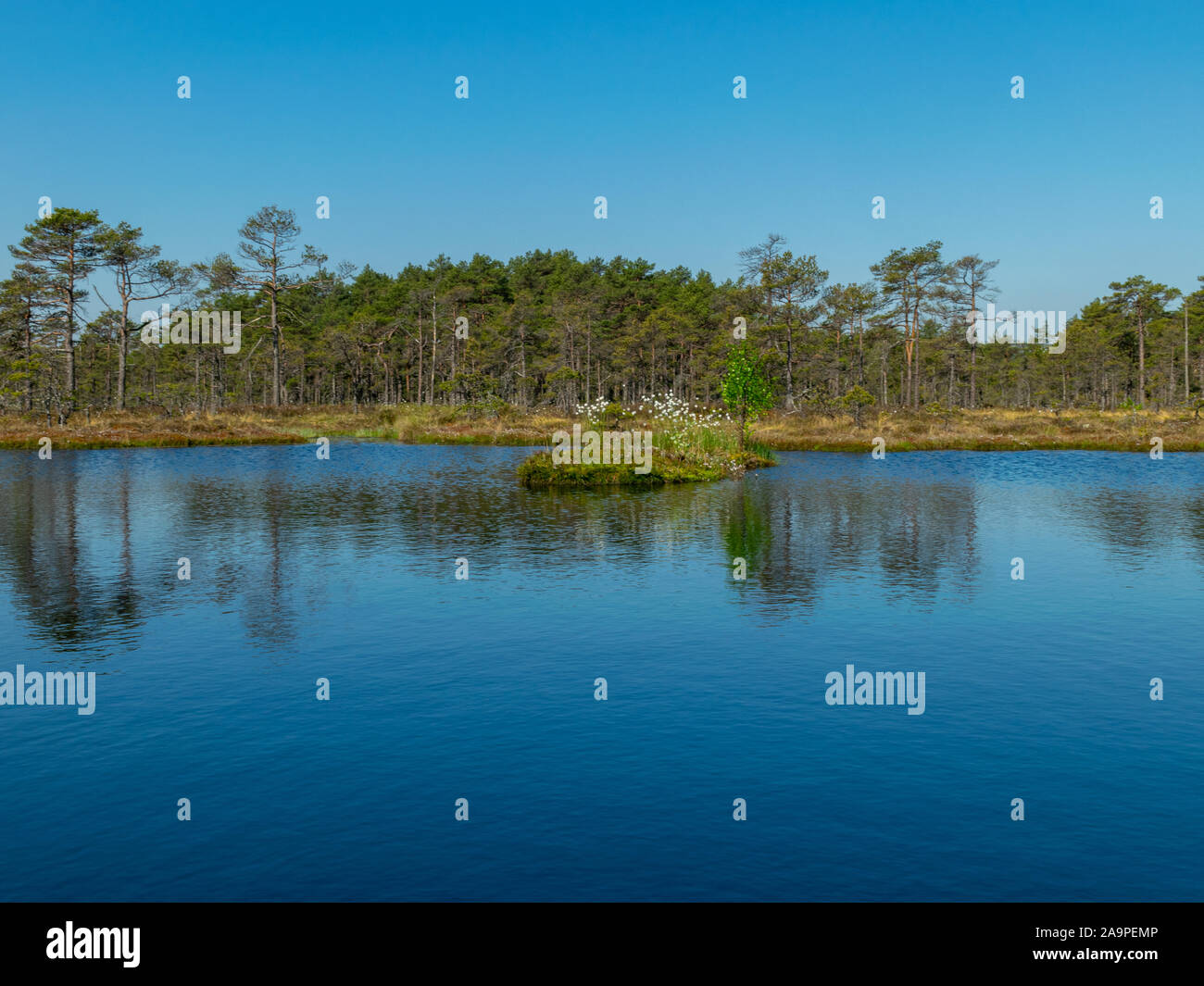 landscape with bog lake and small islands, bog pines and water ...