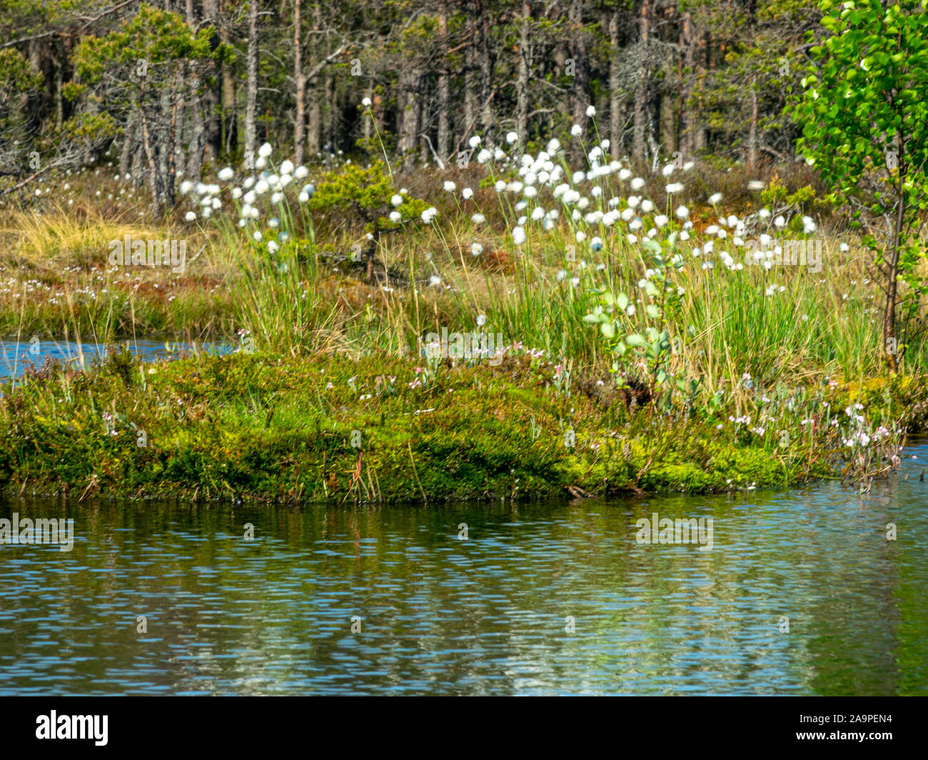 landscape with bog lake and small islands, bog pines and water ...