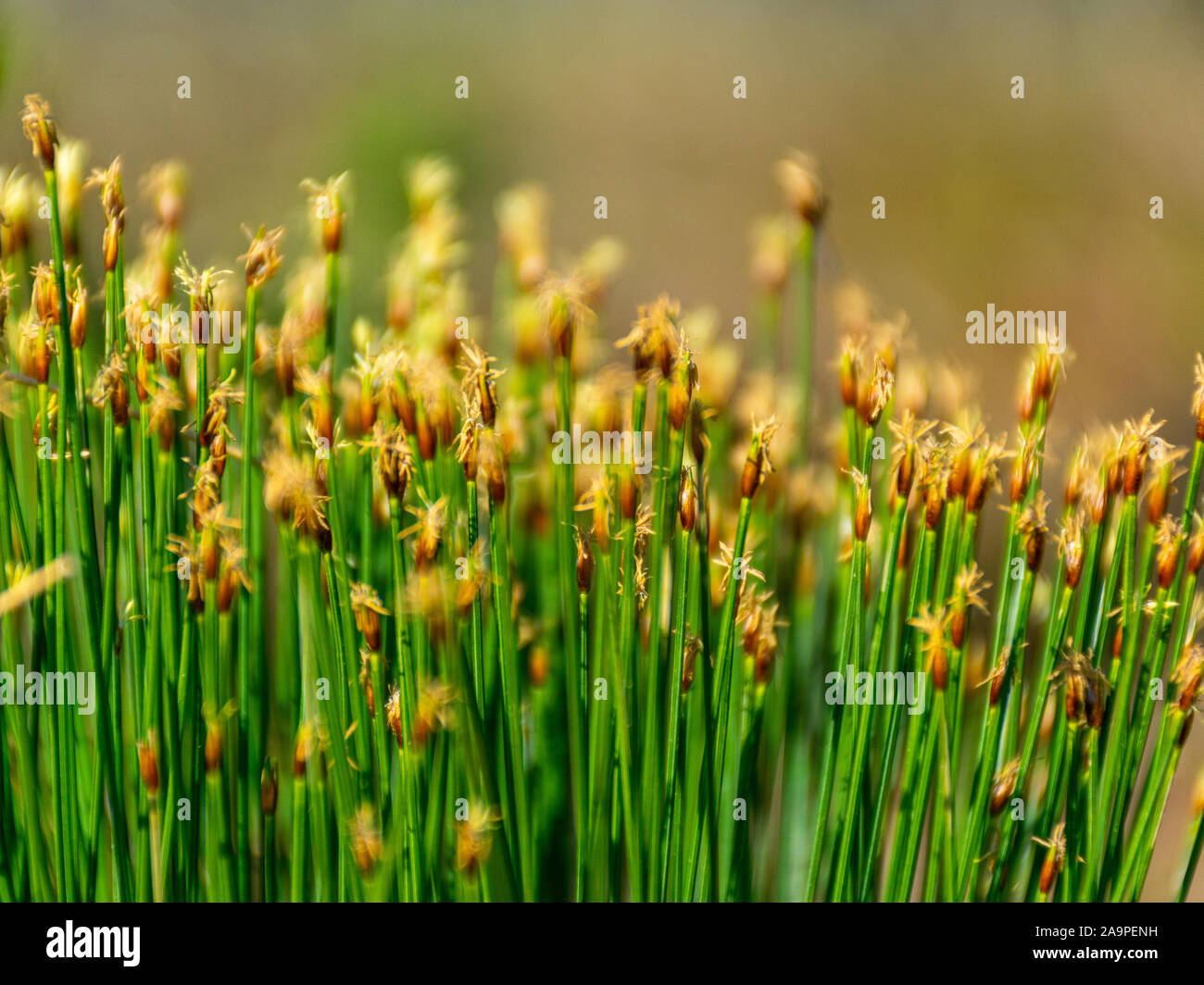 abstract and blurred background of bog plants Stock Photo - Alamy