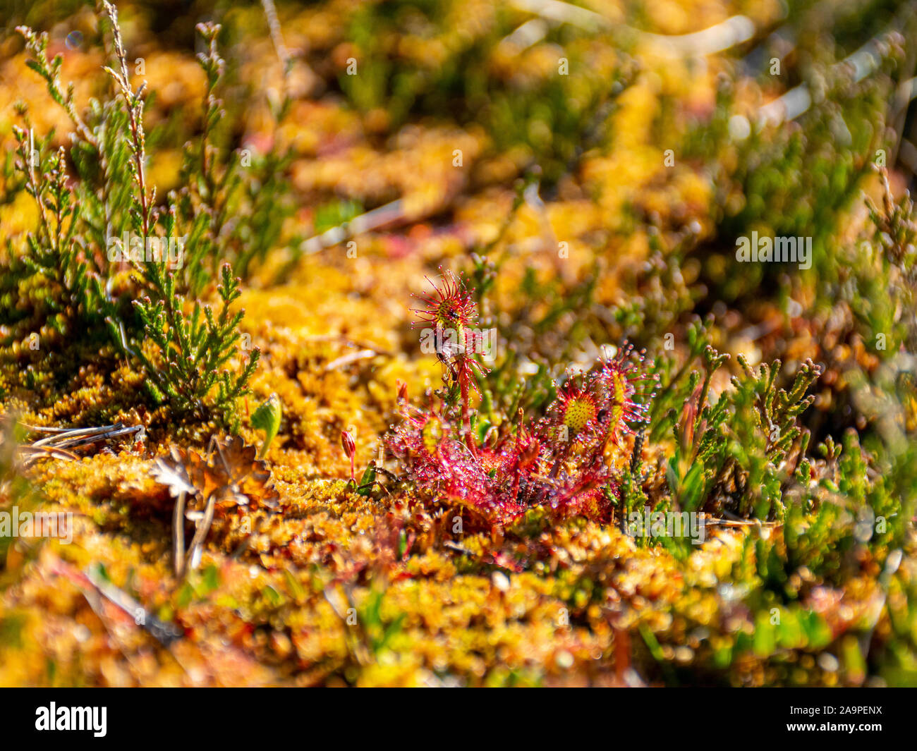 abstract and blurred background of bog plants Stock Photo - Alamy