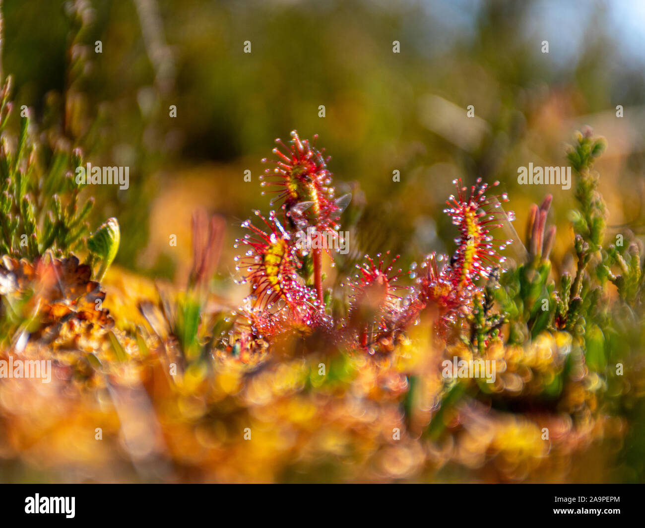 abstract and blurred background of bog plants Stock Photo - Alamy