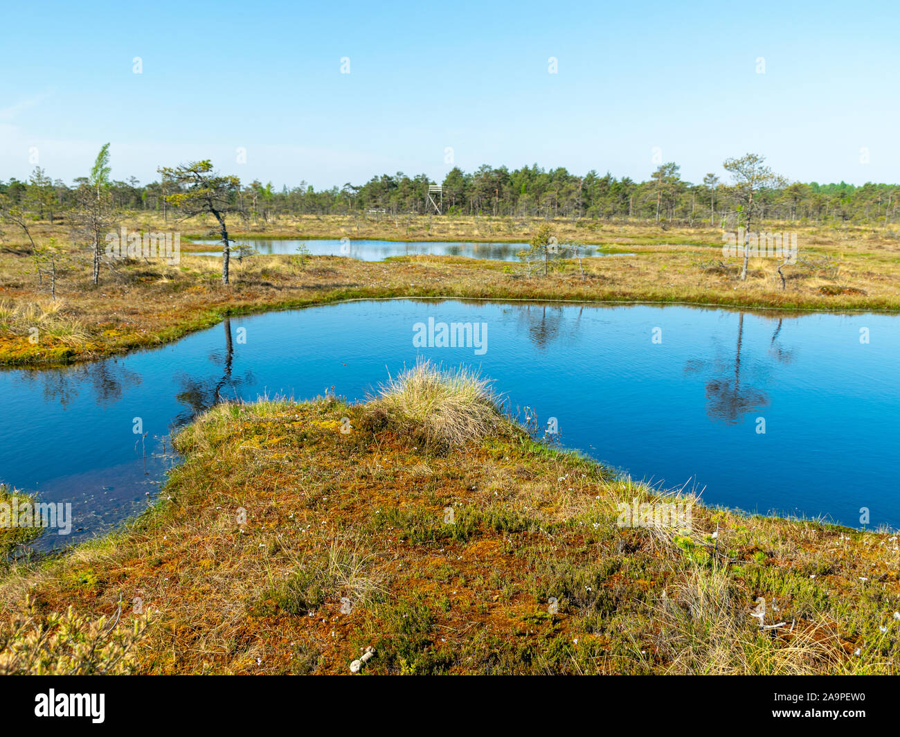 landscape with bog lake and small islands, bog pines and water ...