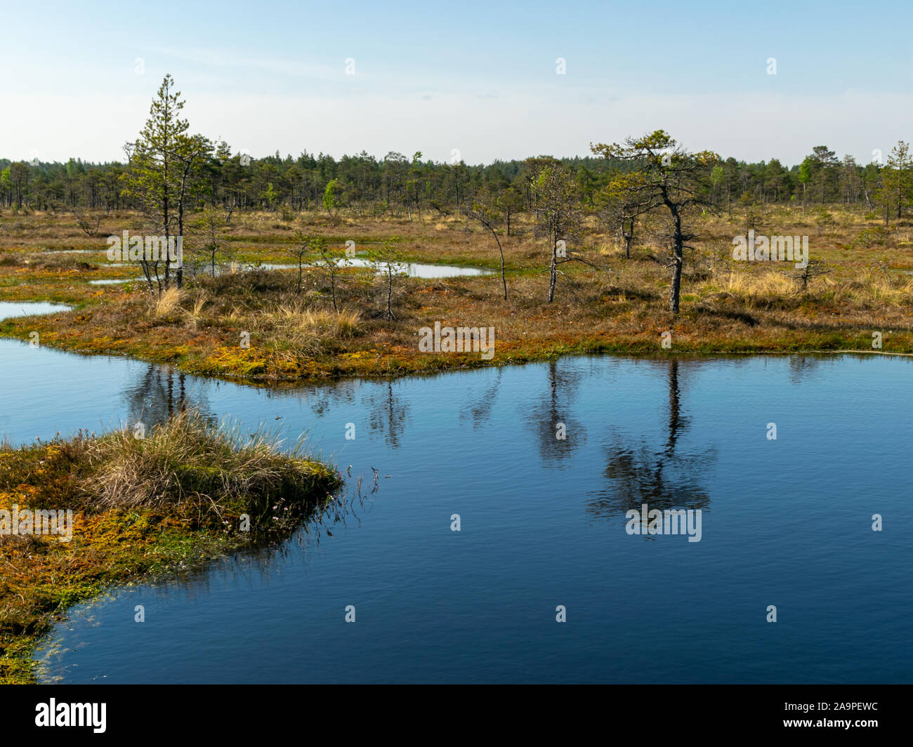 landscape with bog lake and small islands, bog pines and water ...