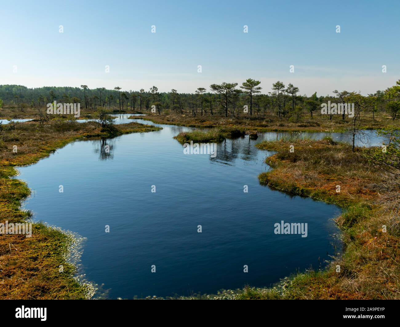 landscape with bog lake and small islands, bog pines and water ...