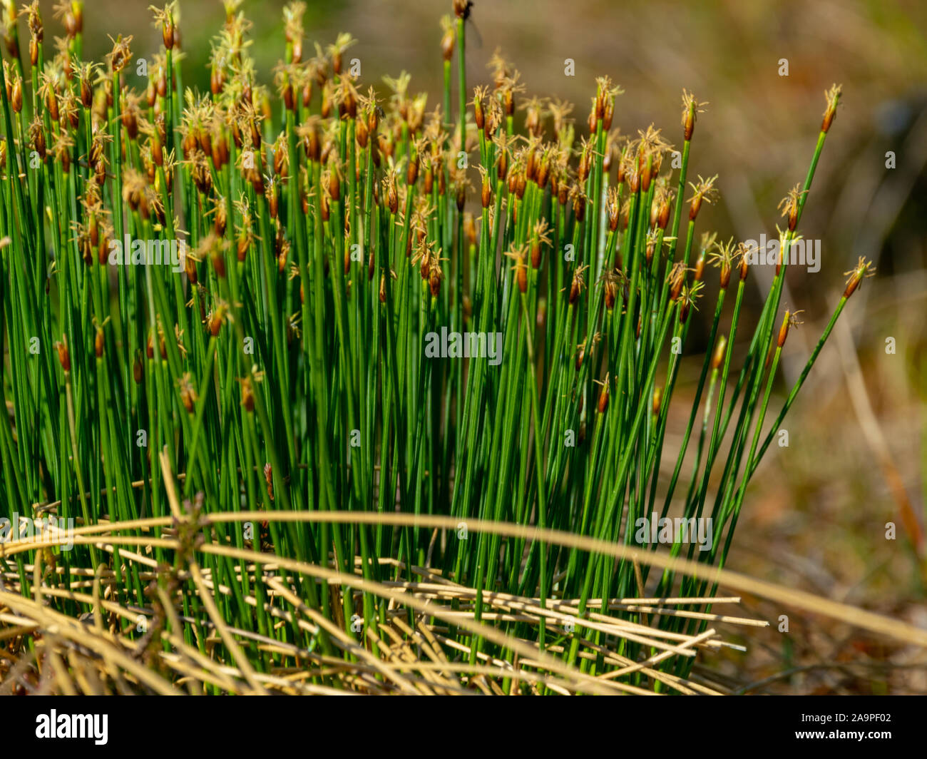 abstract and blurred background of bog plants Stock Photo - Alamy