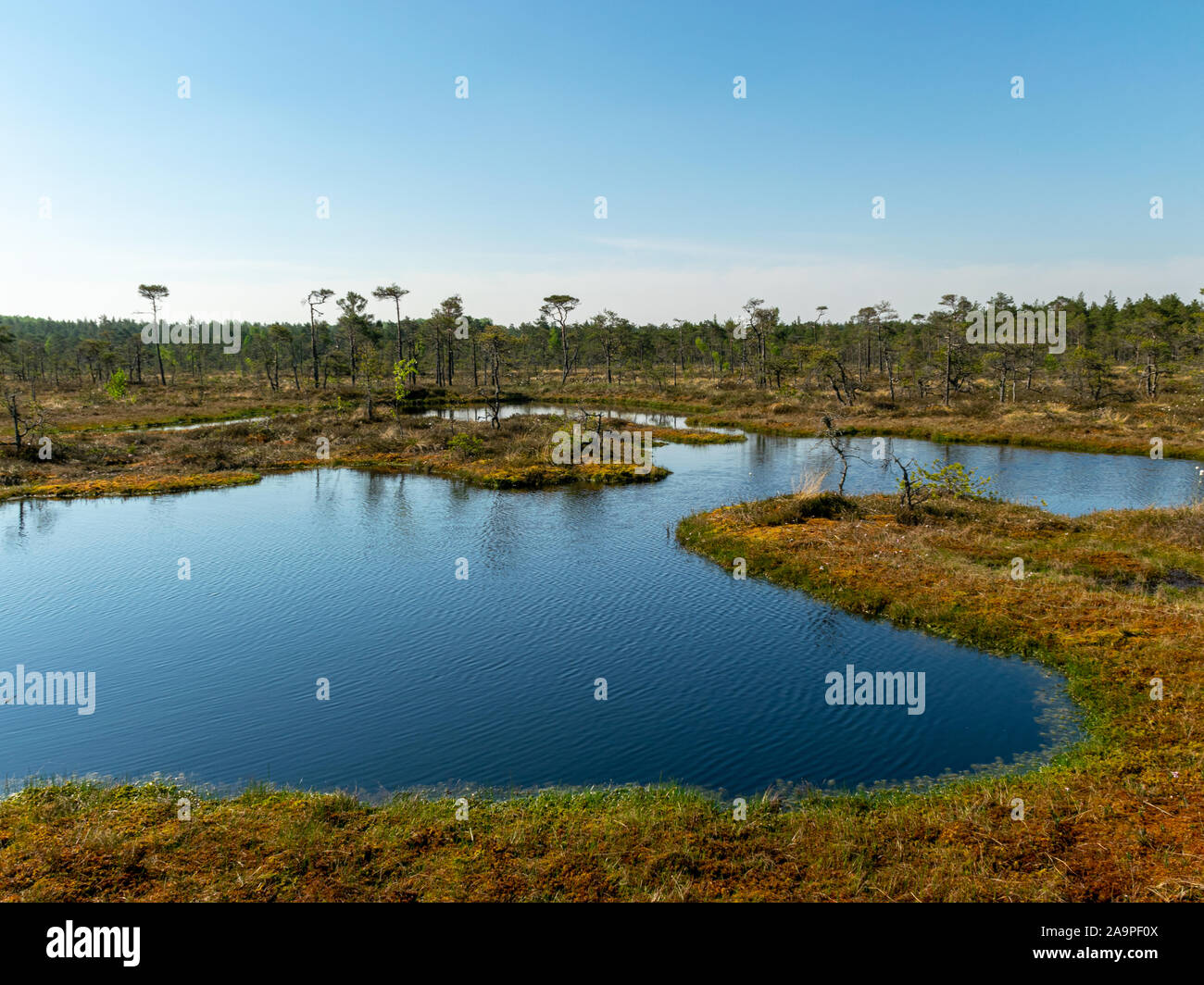 landscape with bog lake and small islands, bog pines and water ...