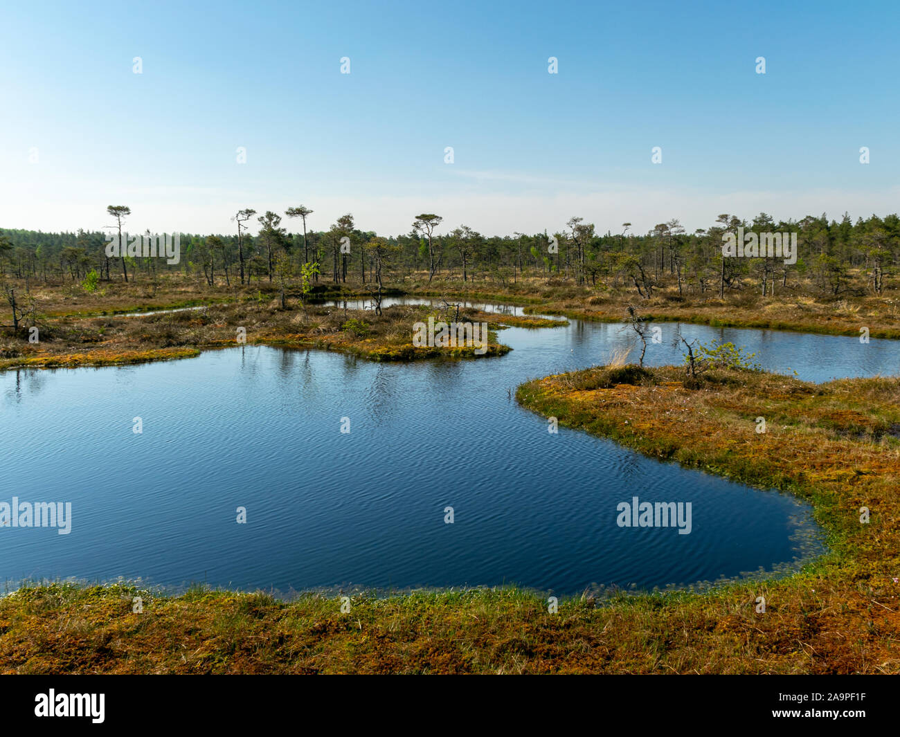 landscape with bog lake and small islands, bog pines and water ...
