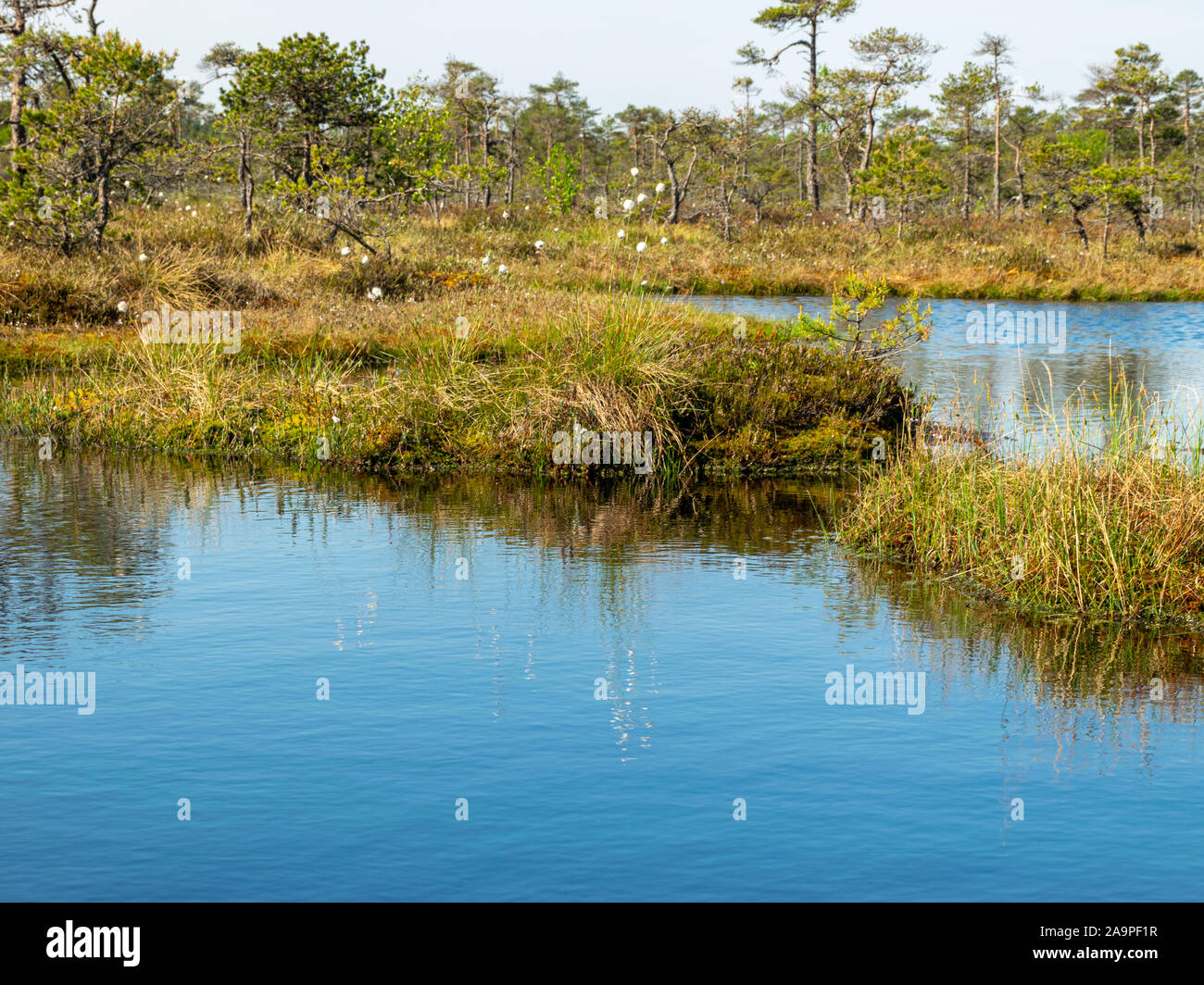 landscape with bog lake and small islands, bog pines and water ...