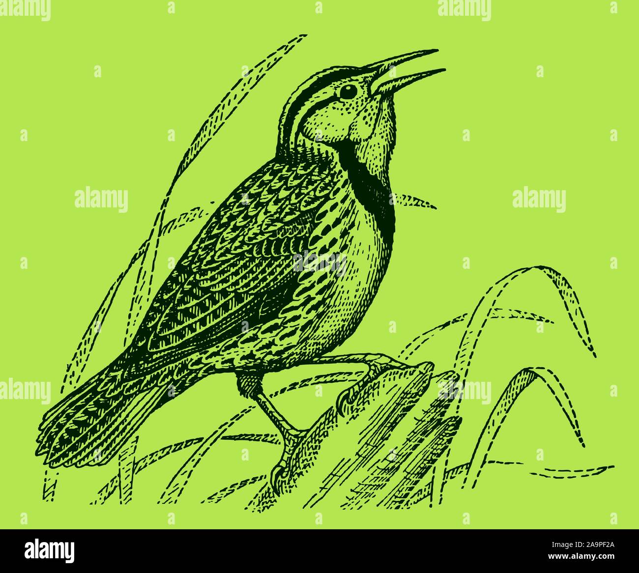 Lark bird songbird Stock Vector Images - Alamy