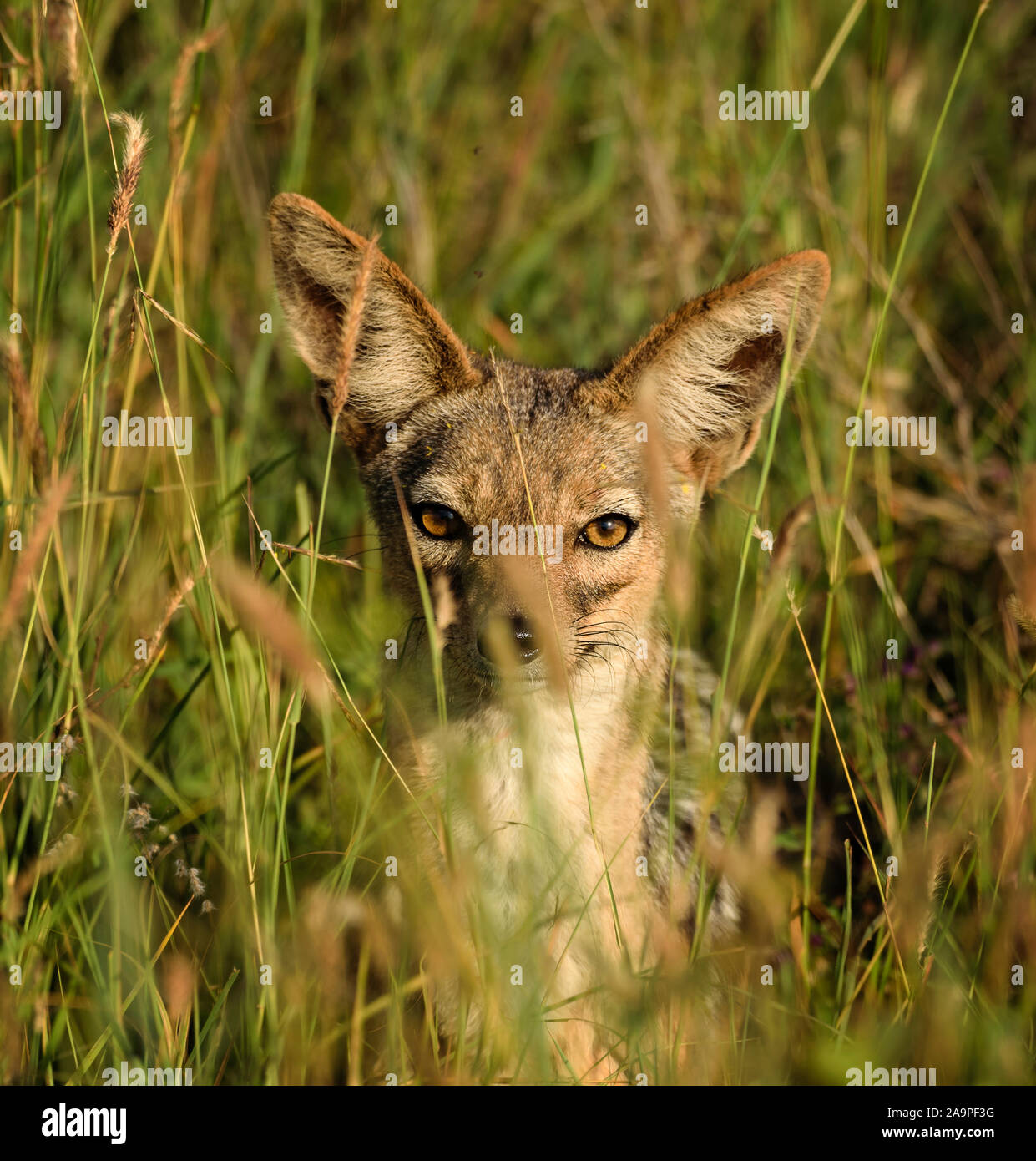 Silver backed jackal hi-res stock photography and images - Alamy