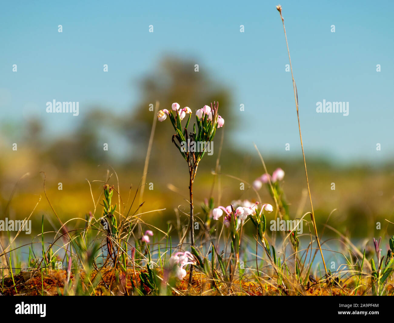 abstract and blurred background of bog plants Stock Photo - Alamy