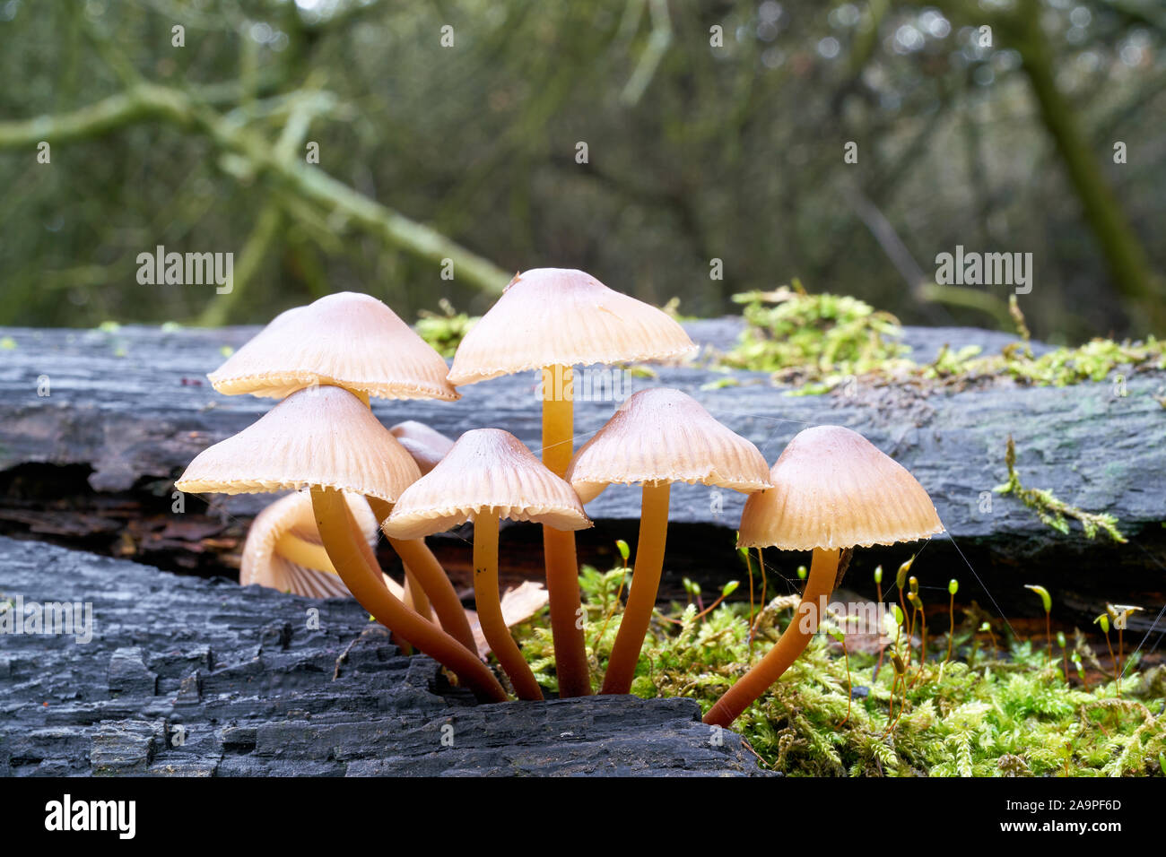 common bonnet (Mycena galericulata) on a dead tree trunk in the forest ...