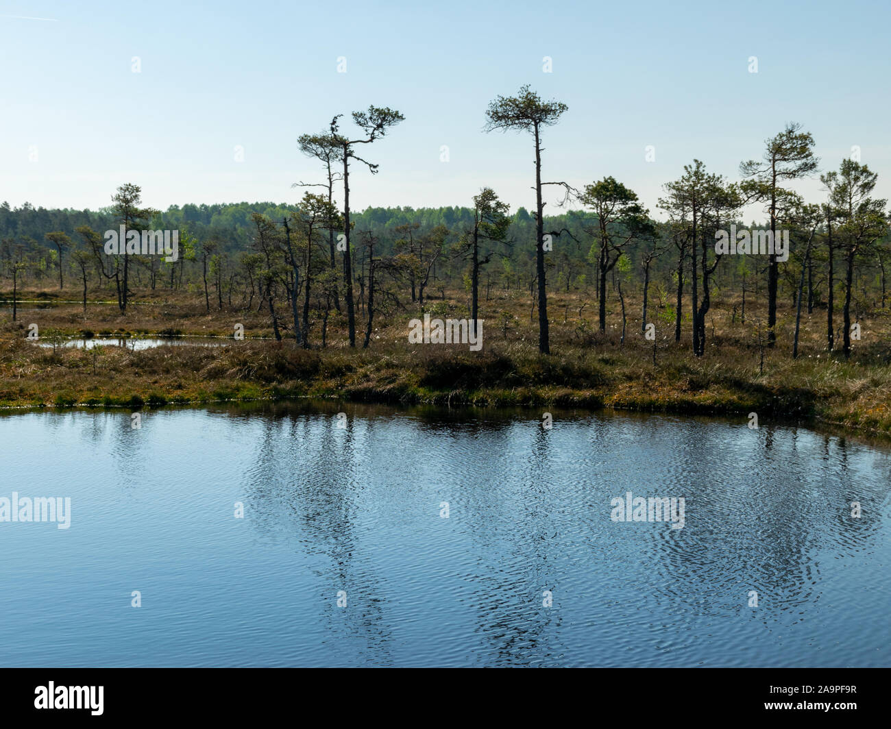 landscape with bog lake and small islands, bog pines and water ...