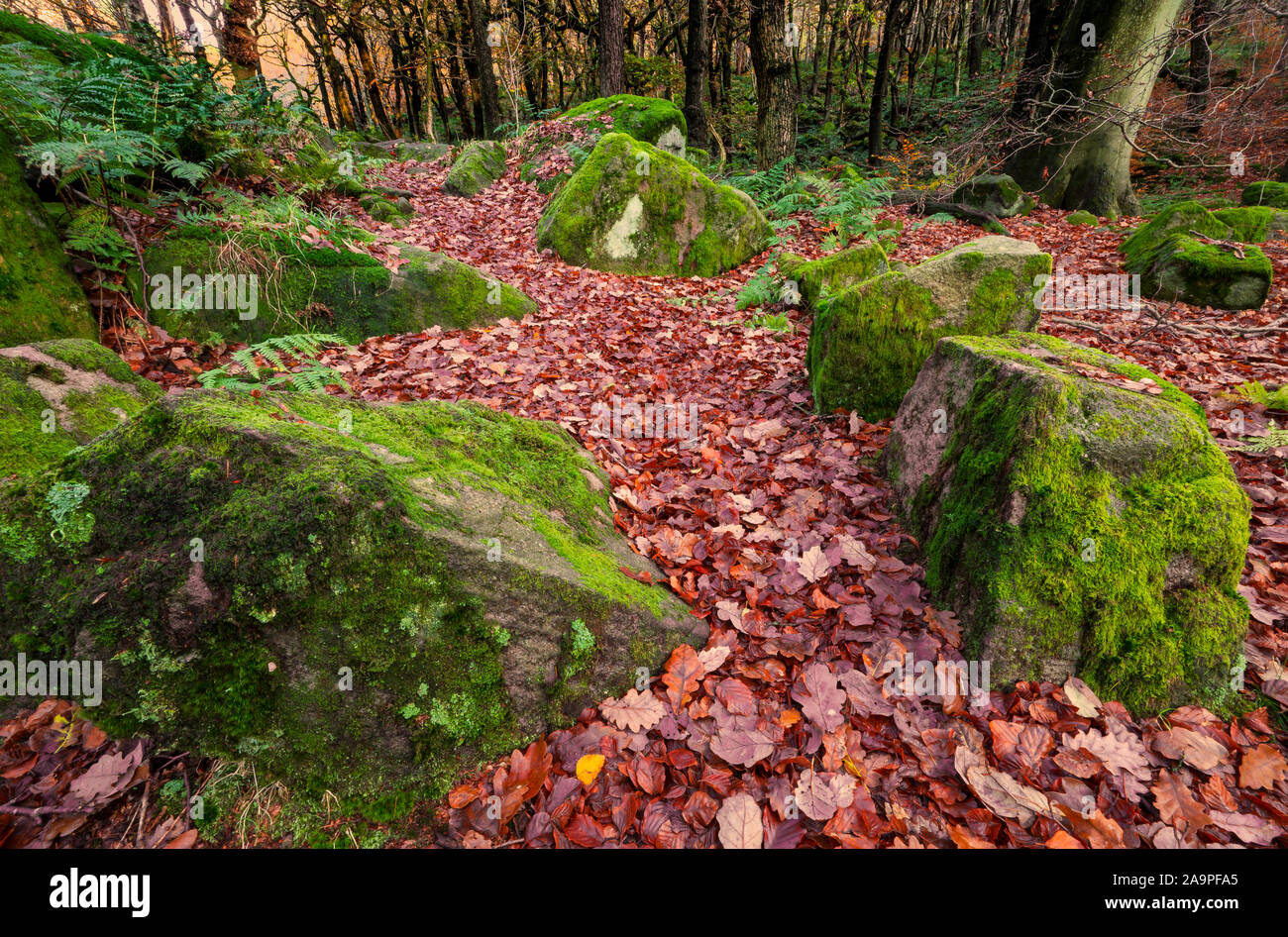 The beautiful woods at Padley Gorge, Peak District Stock Photo - Alamy