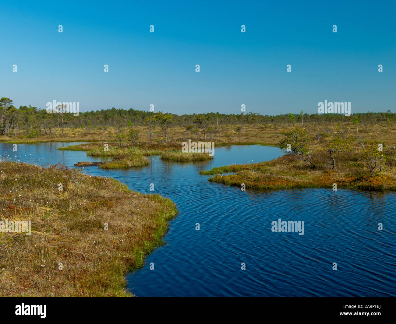 landscape with bog lake and small islands, bog pines and water ...