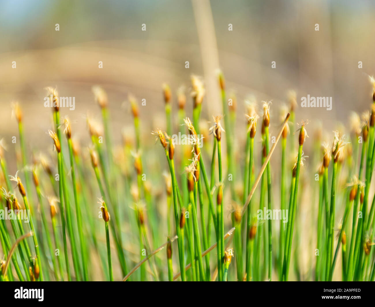 abstract and blurred background of bog plants Stock Photo - Alamy