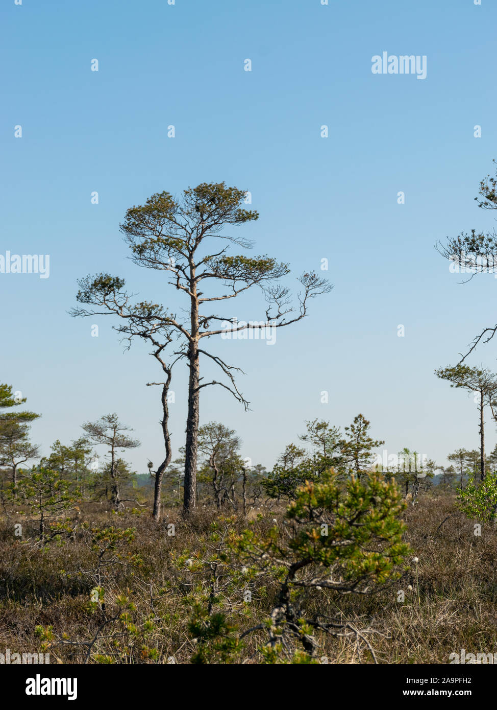 landscape in the swamp. small swamp lakes, moss and swamp pines, calm ...