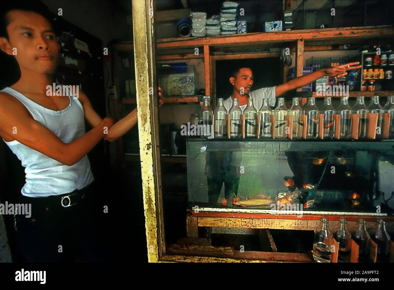 Fighting fish of indonesia hi-res stock photography and images - Alamy