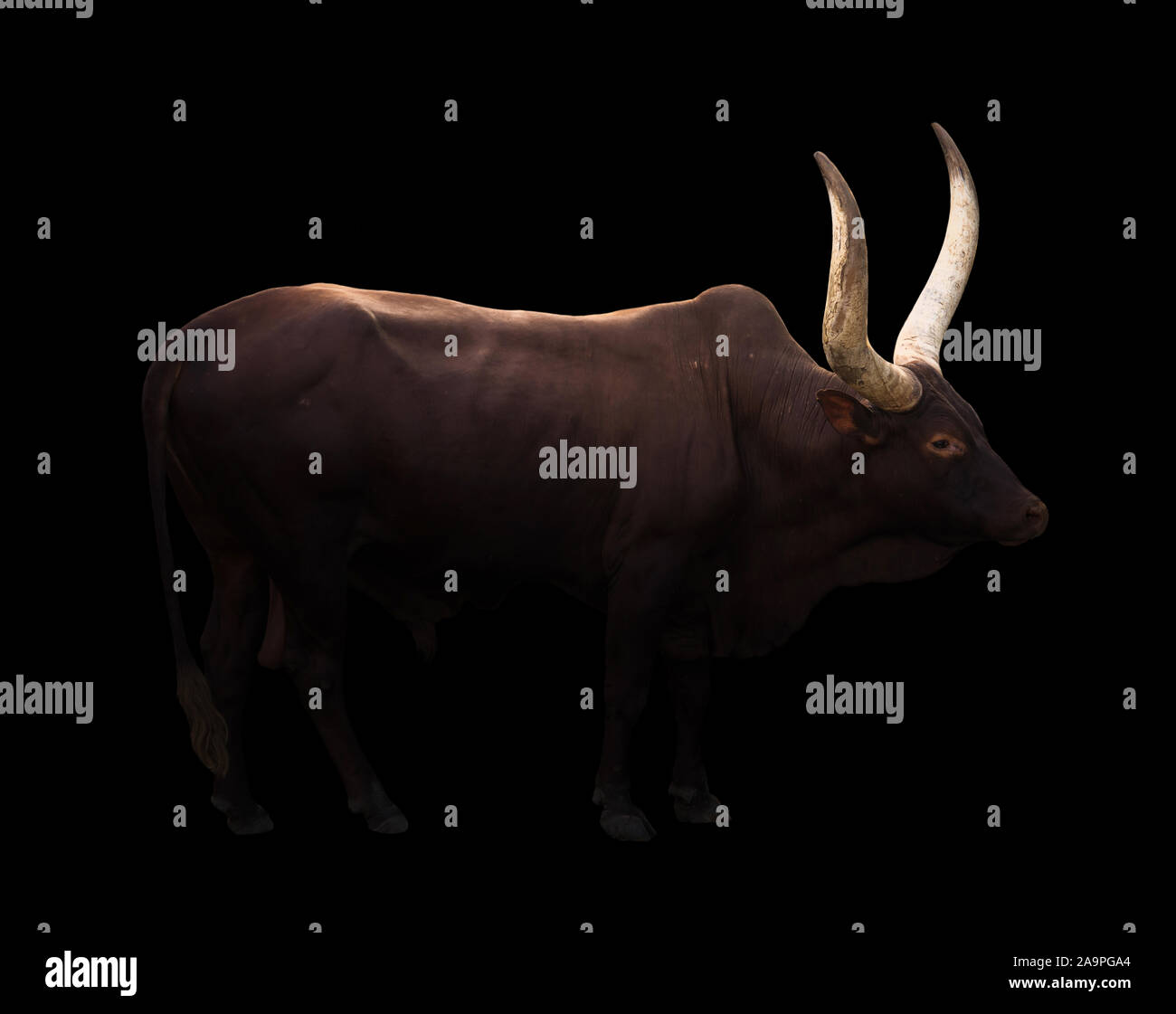 male ankole watusi standing in dark background Stock Photo - Alamy