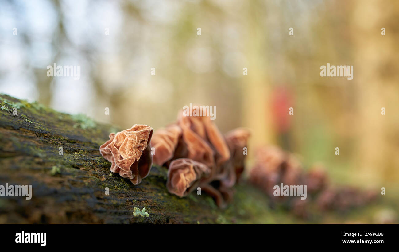 Judas ear (Auricularia auricula-judae) on a dead tree trunk in the ...