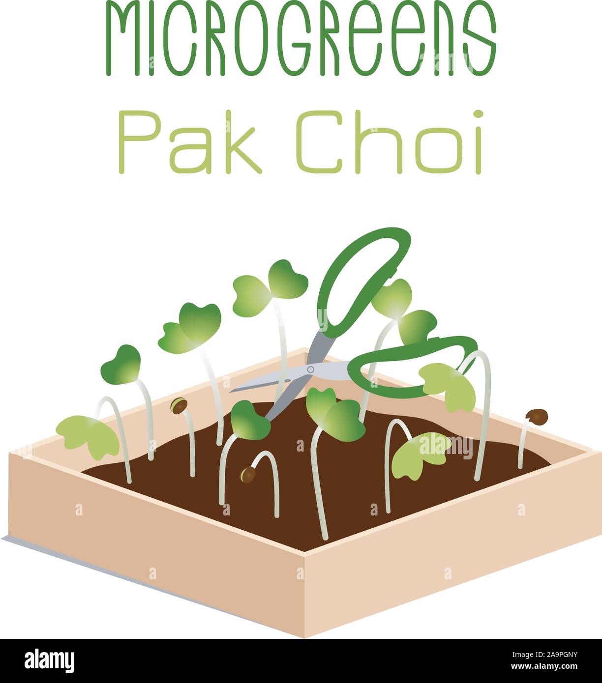 Microgreens Pak Choi. Grow microgreen in a box with soil. Cutting the ...