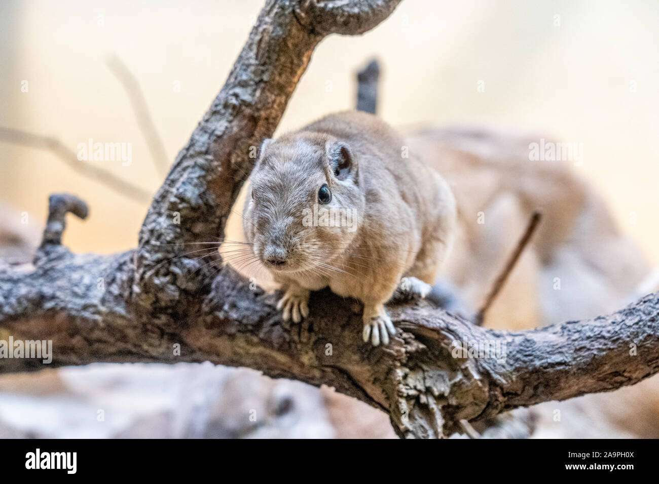 Common gundi hi-res stock photography and images - Alamy