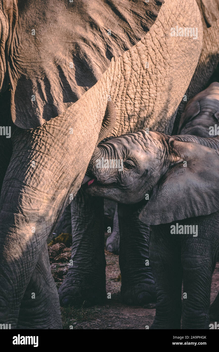 Calf wallpaper hi-res stock photography and images - Alamy