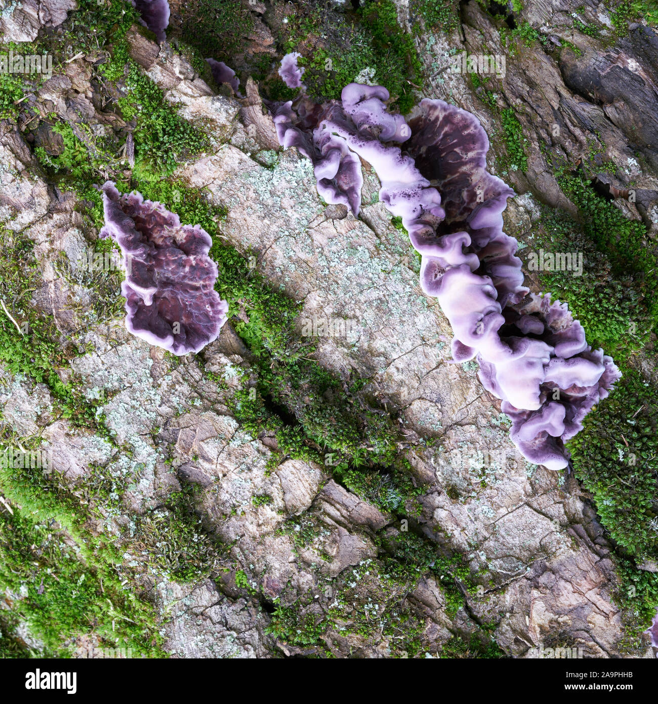 Silverleaf Fungus (Chondrostereum purpureum) on the bark of a tree in ...