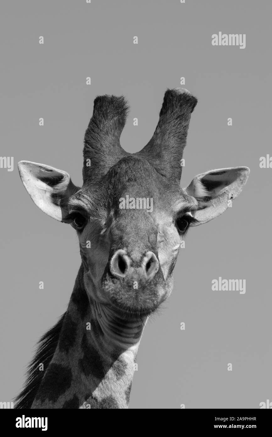 Portrait of animals Black and White Stock Photos & Images - Alamy