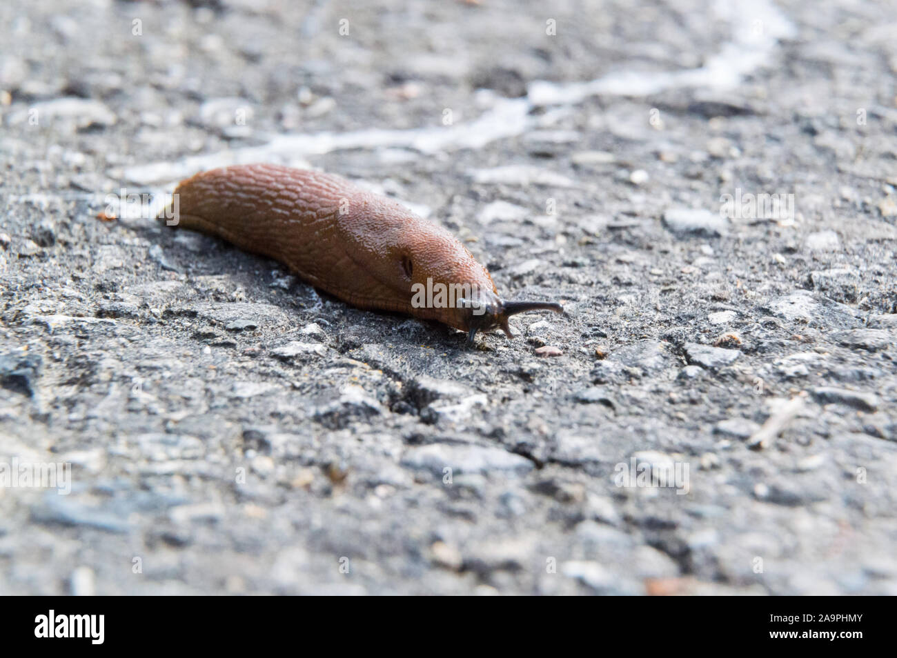 Snail crossing street hi-res stock photography and images - Alamy