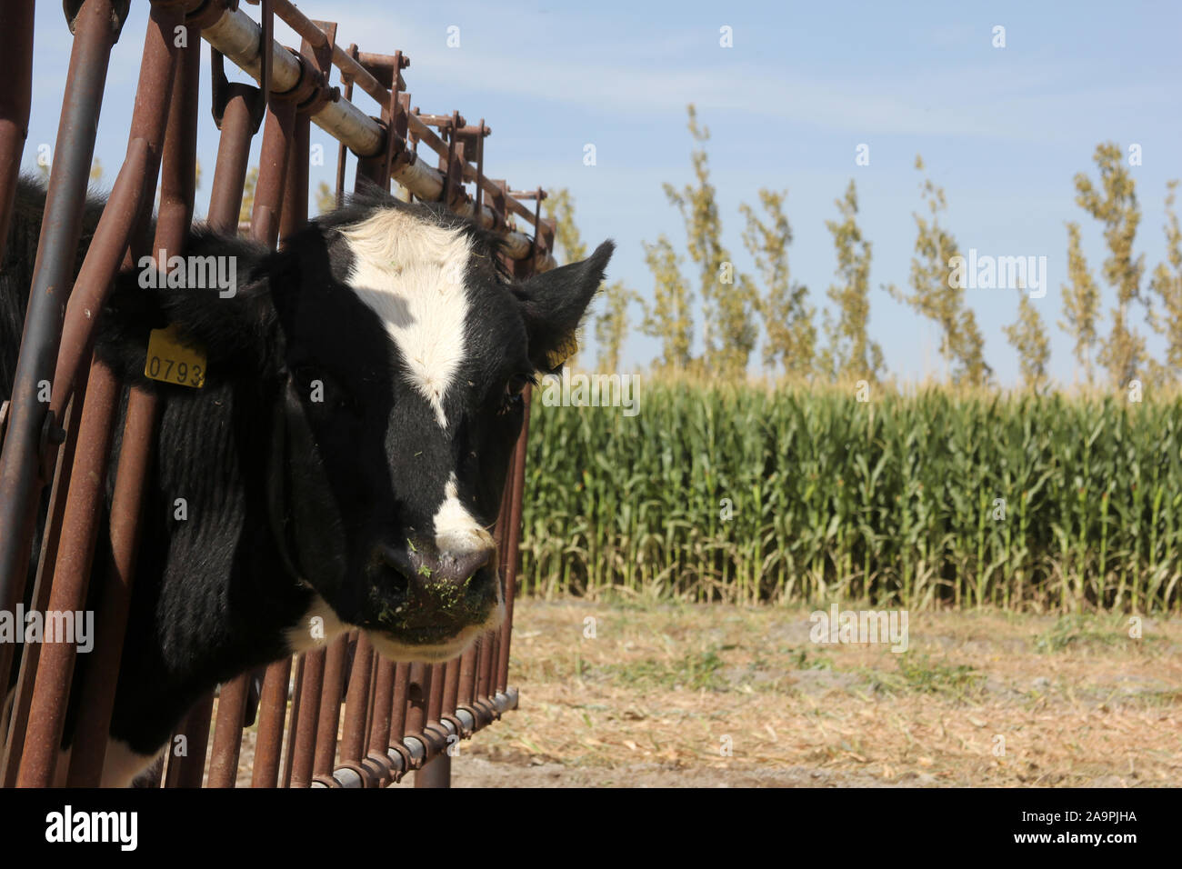 cow and cornfield Stock Photo - Alamy