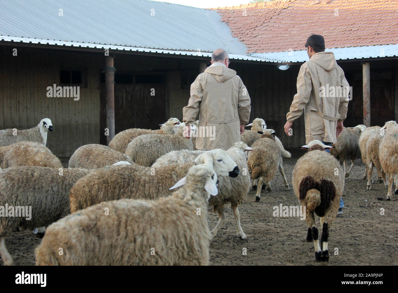 Sheep health check hi-res stock photography and images - Alamy