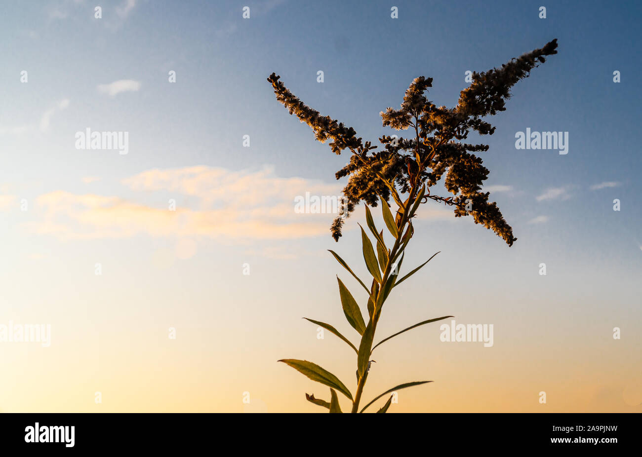 A single wild plant. Grass with seeds. Photograph of plants from below ...