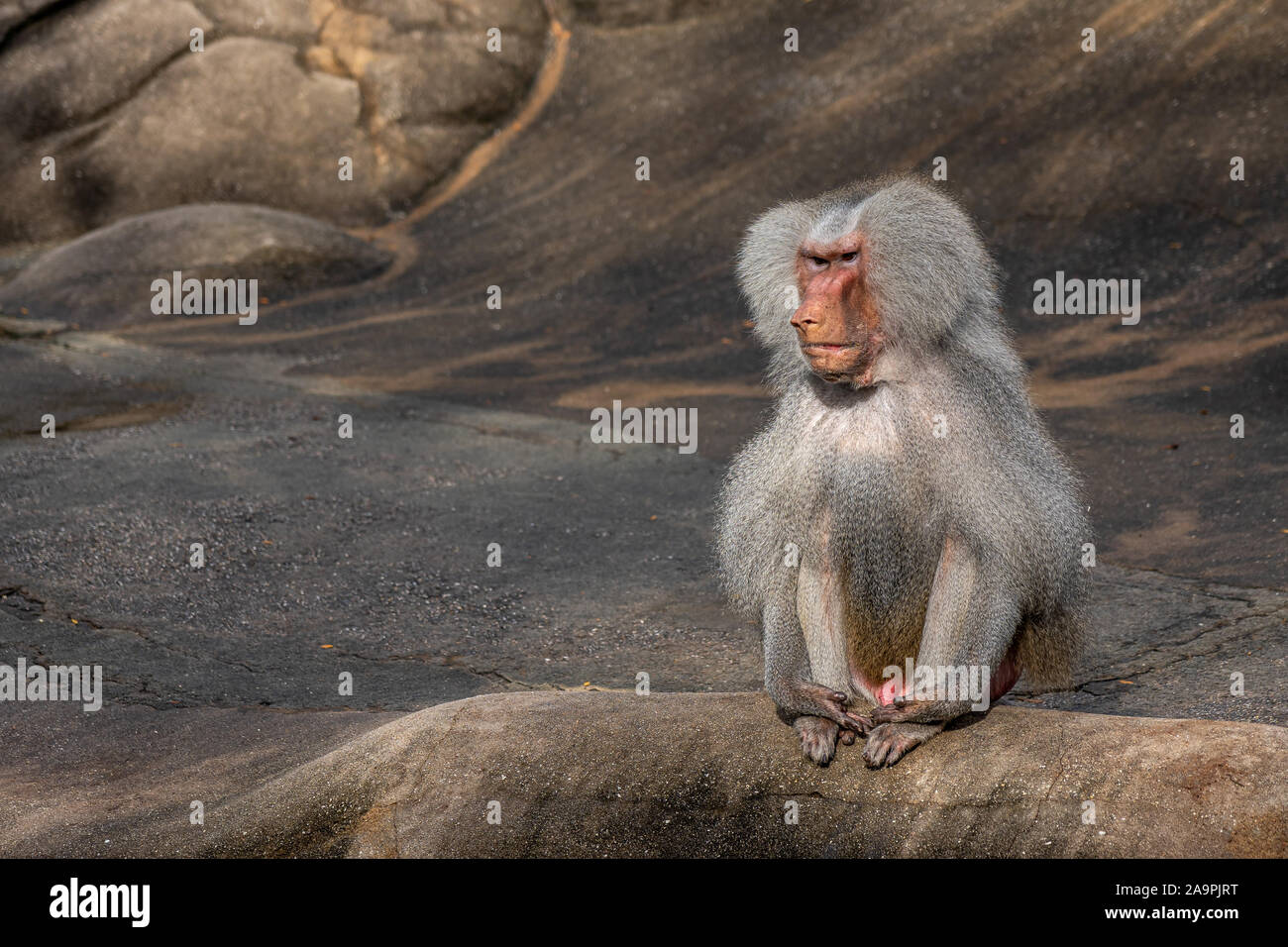 Germany african park family hi-res stock photography and images - Alamy