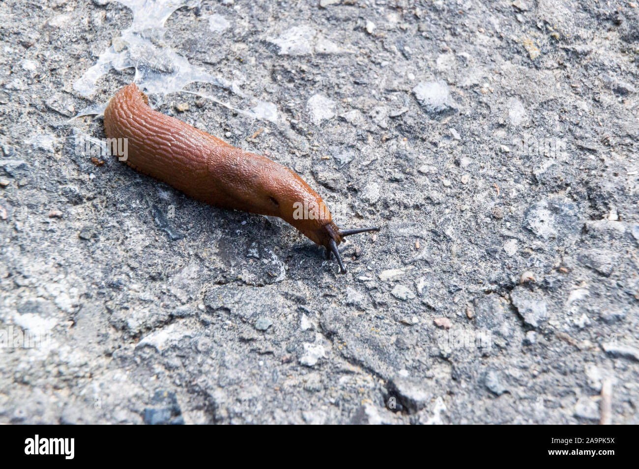 Shell less slug hi-res stock photography and images - Alamy