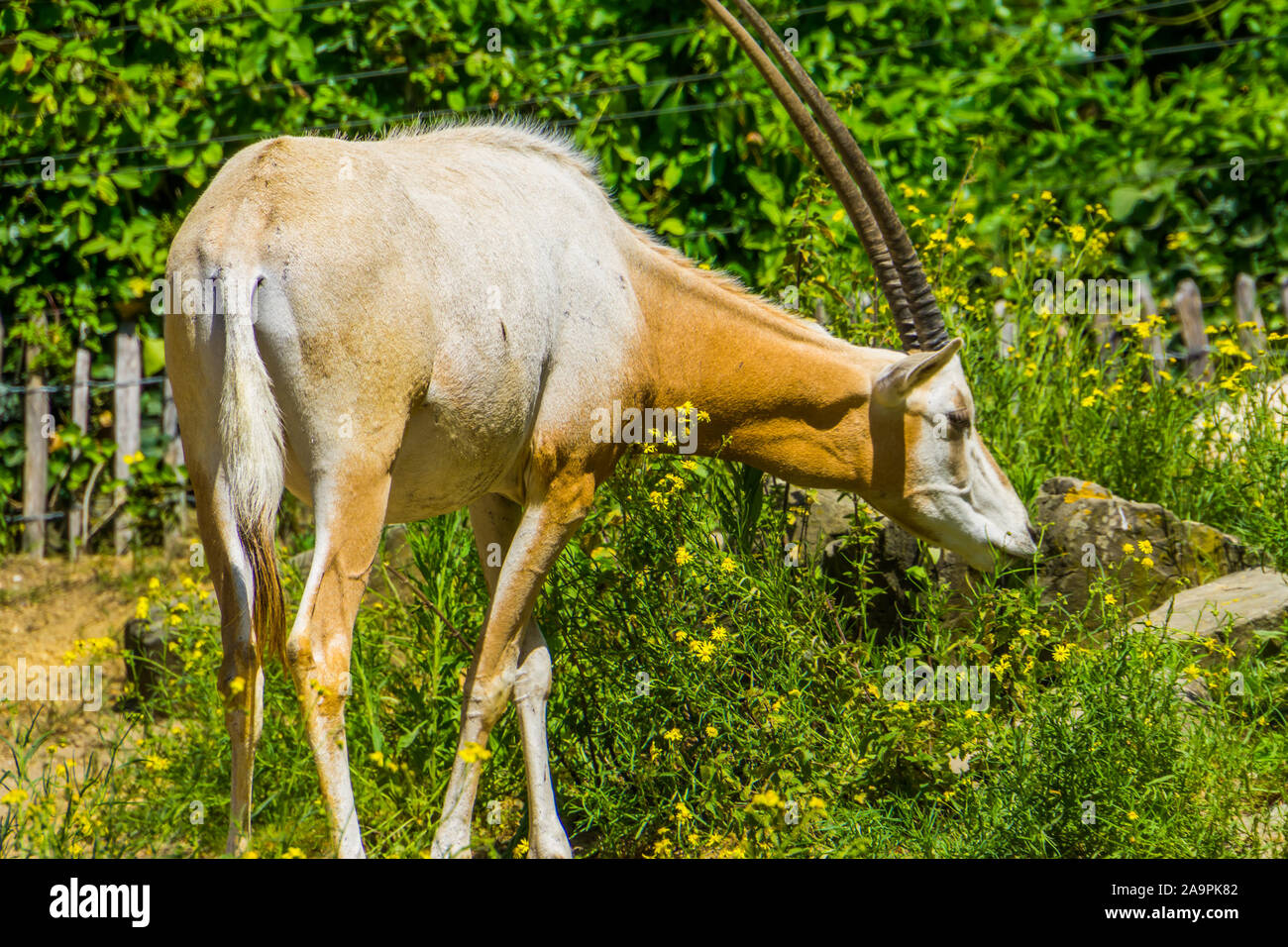 beautiful portrait of a scimitar oryx, Animal specie that is extinct in ...