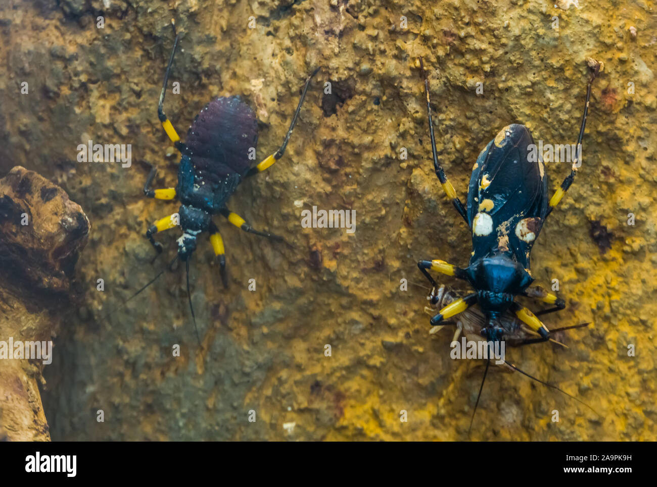 two spotted assassins bug in closeup killing a cricket, tropical insect ...
