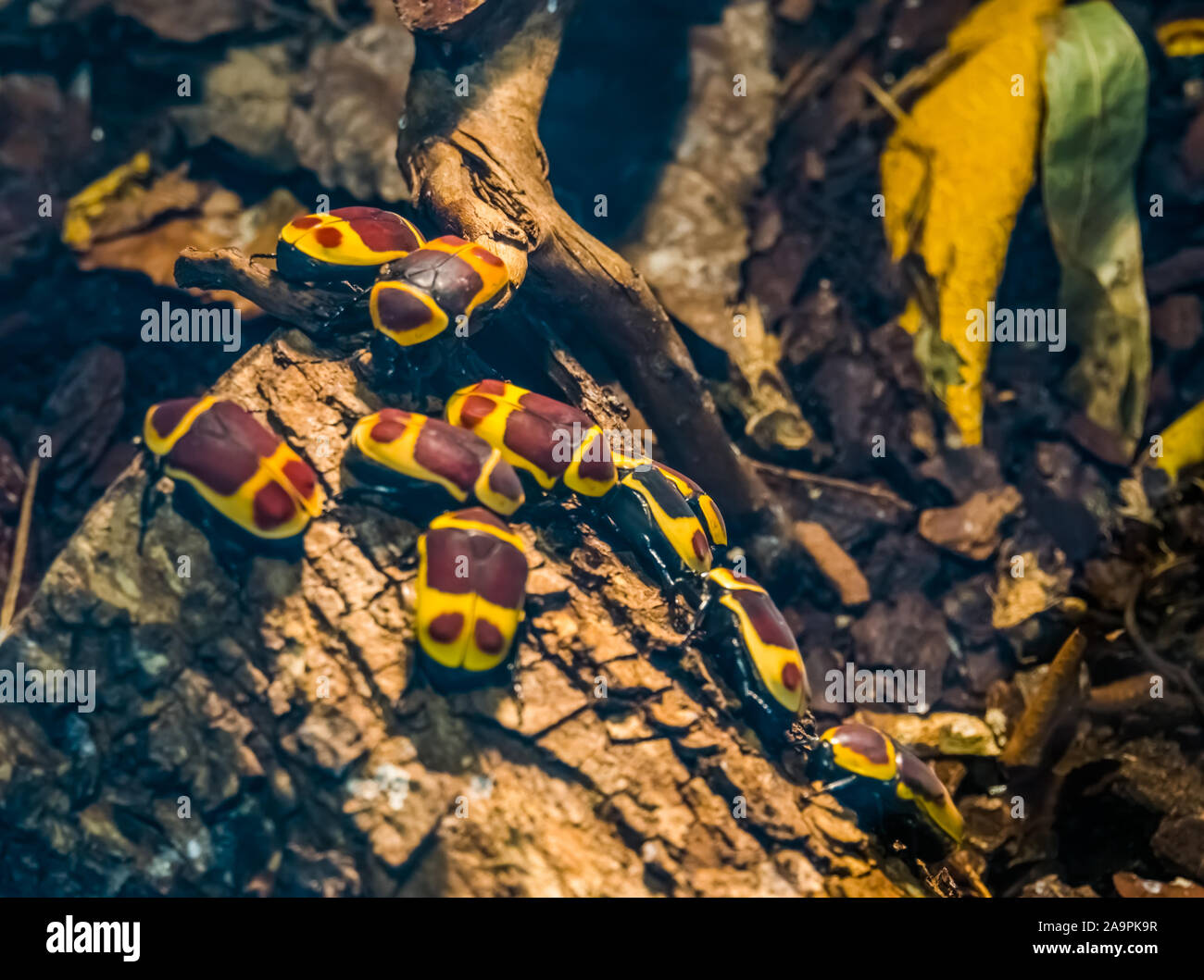 sun beetles colony on a tree branch, tropical scarab beetle specie from ...