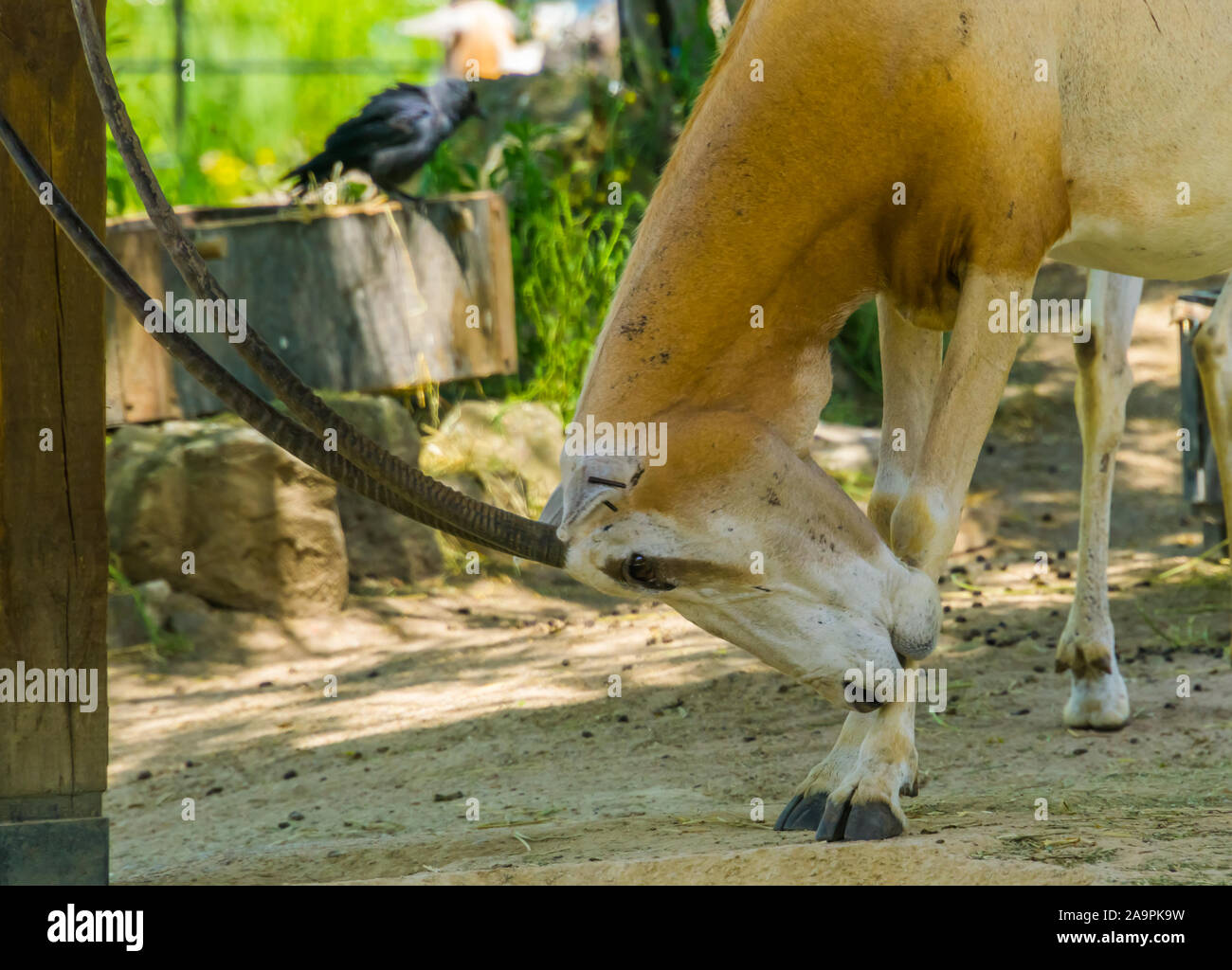 the face of a scimitar oryx in closeup, antelope with big horns, animal ...