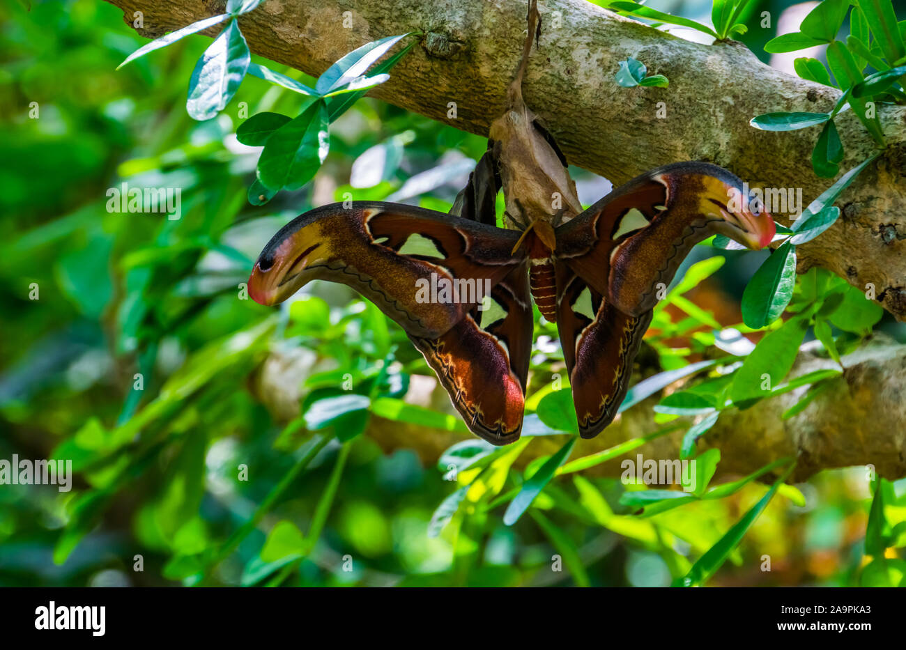 closeup of a atlas moth, colorful big insect specie from the forest of ...