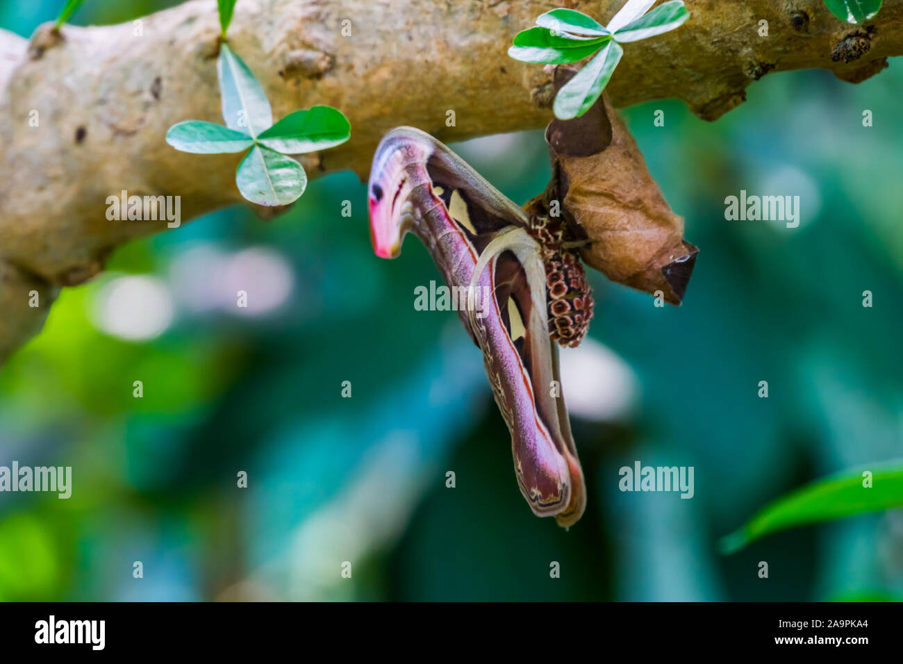 Atlas moth attacus atlas portrait hi-res stock photography and images ...