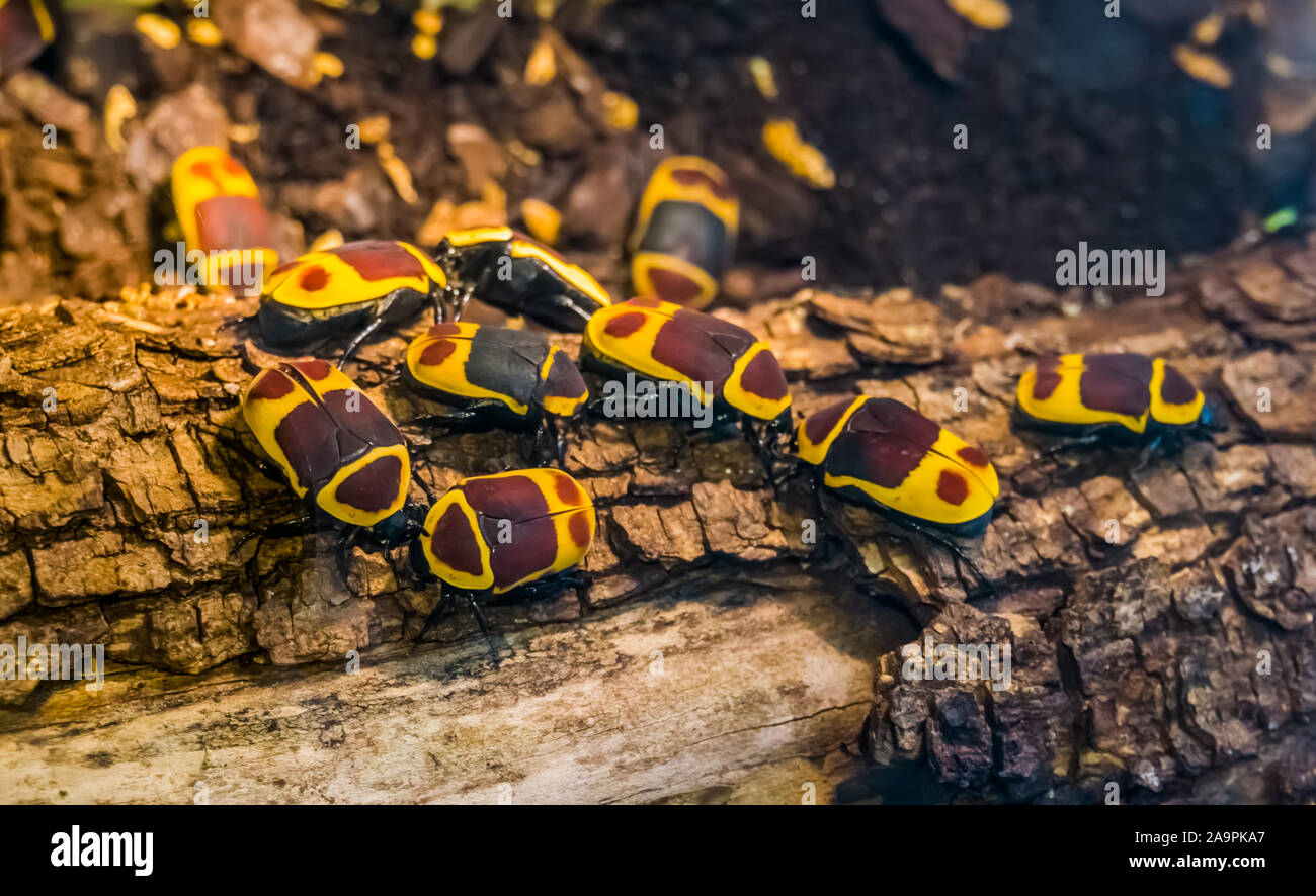 colony of sun beetles on a tree branch, tropical scarab beetle specie ...