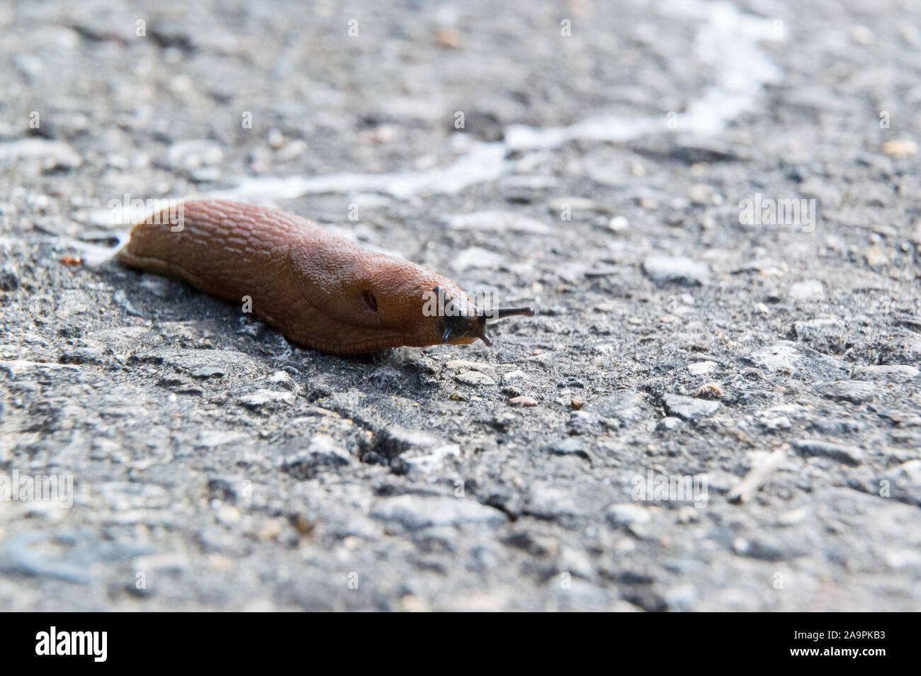 Shell less slug hi-res stock photography and images - Alamy