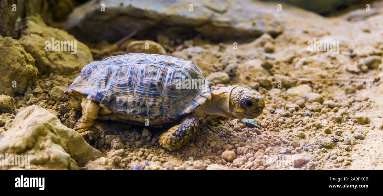 Speckled padloper tortoises hi-res stock photography and images - Alamy