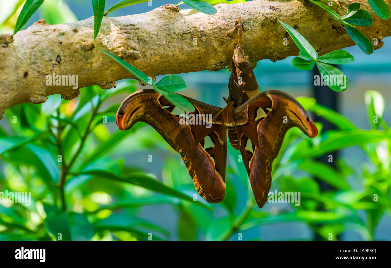 Atlas moth in closeup, beautiful and colorful insect specie from Asia ...