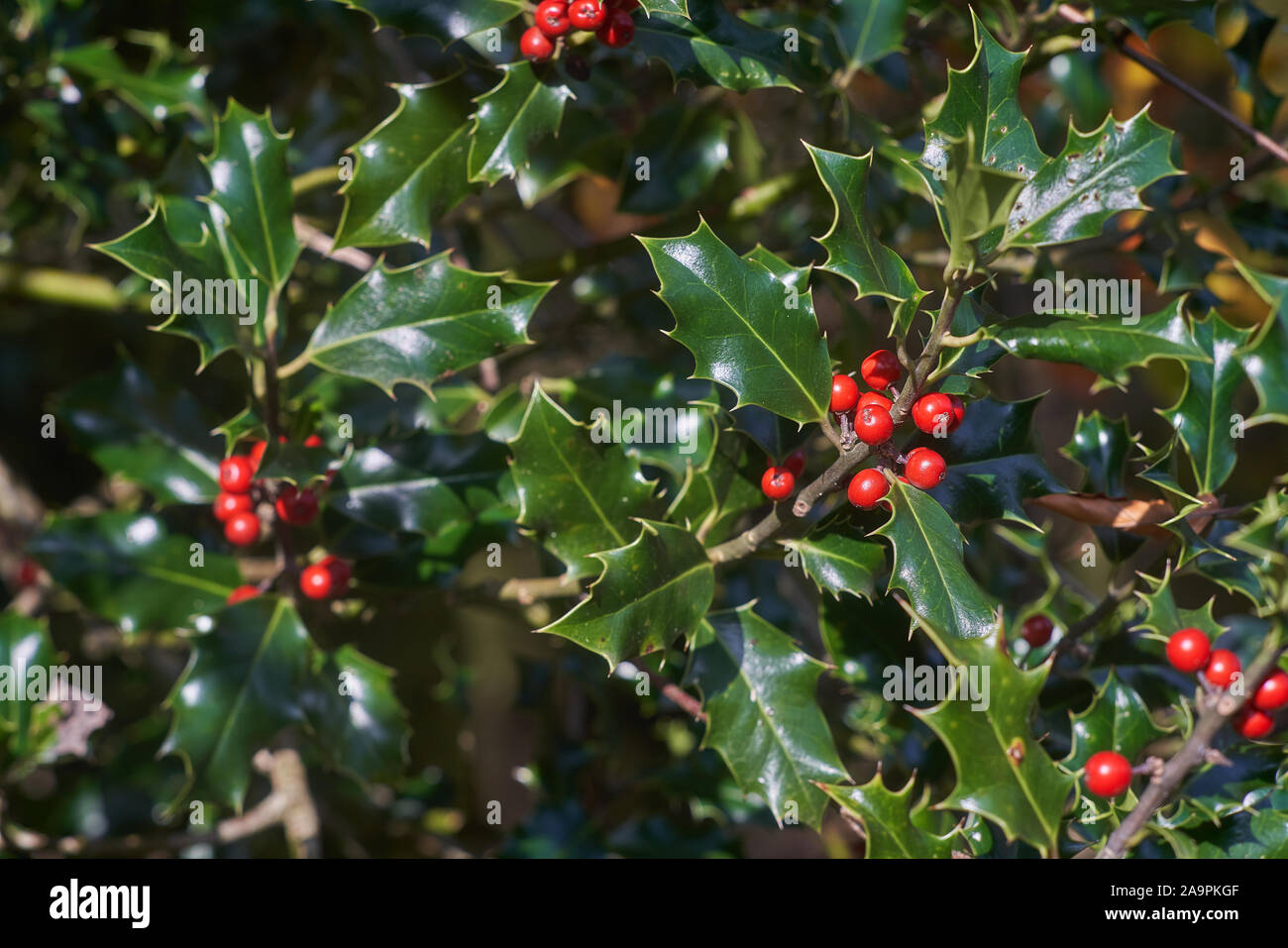 Holly leafs hi-res stock photography and images - Alamy