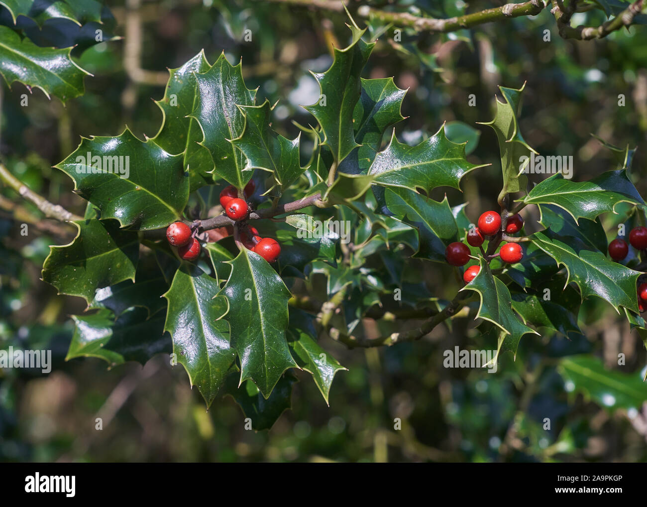 Holly leafs hi-res stock photography and images - Alamy
