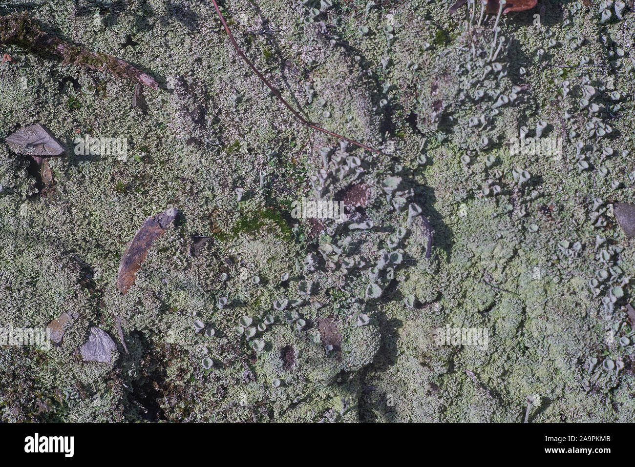 Bumpy texture hi-res stock photography and images - Alamy